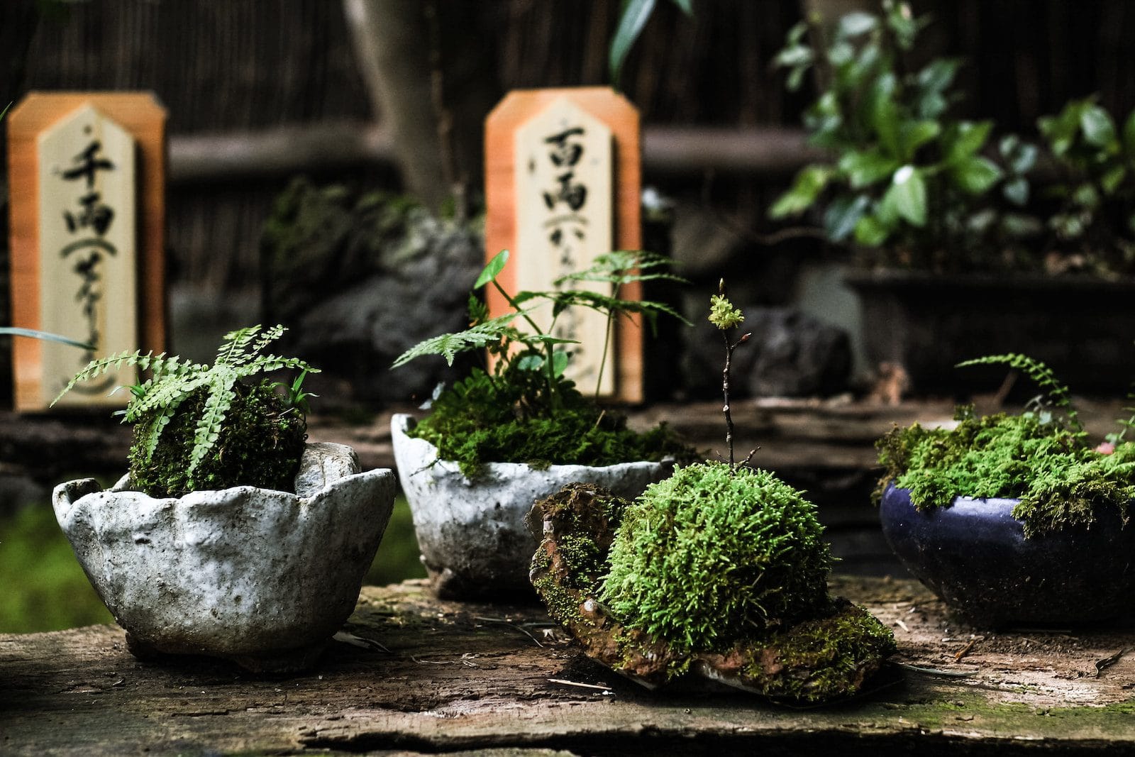How to Make an Indoor Moss Garden (Easy Guide)