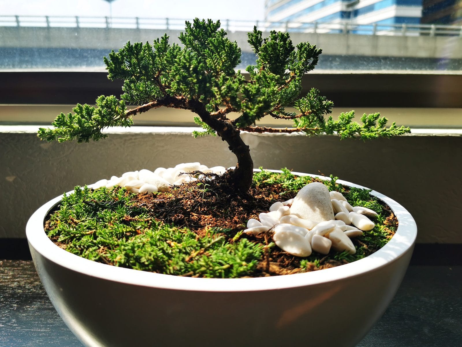 What Is a Bonsai Tree? Beginner’s Guide