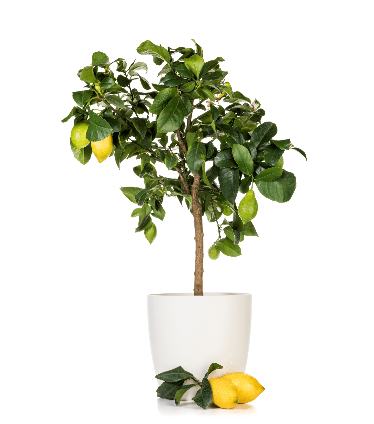Dwarf Lemon Trees: A Comprehensive Guide - Inside Garden Life