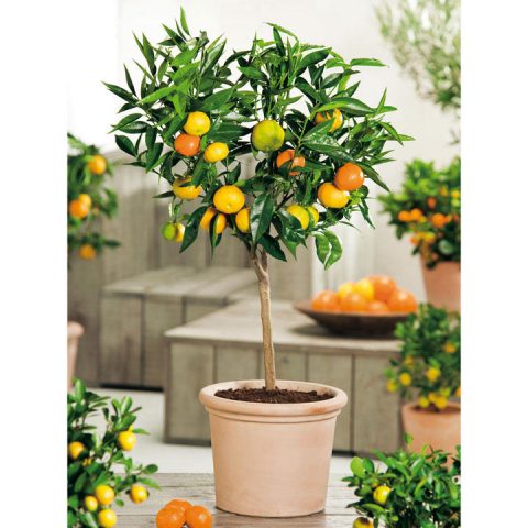 Growing Dwarf Orange Trees Indoors – Complete Guide