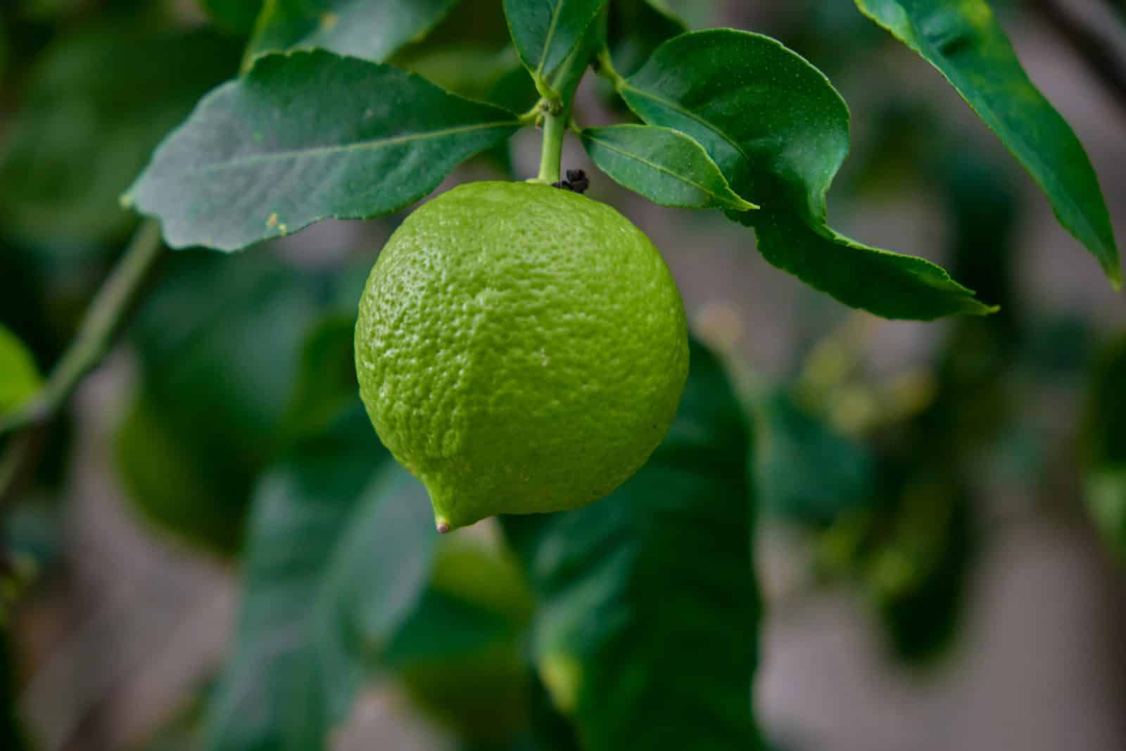 Best Way to Grow Lime Trees Indoors – Easy Citrus Guide for Juicy Limes