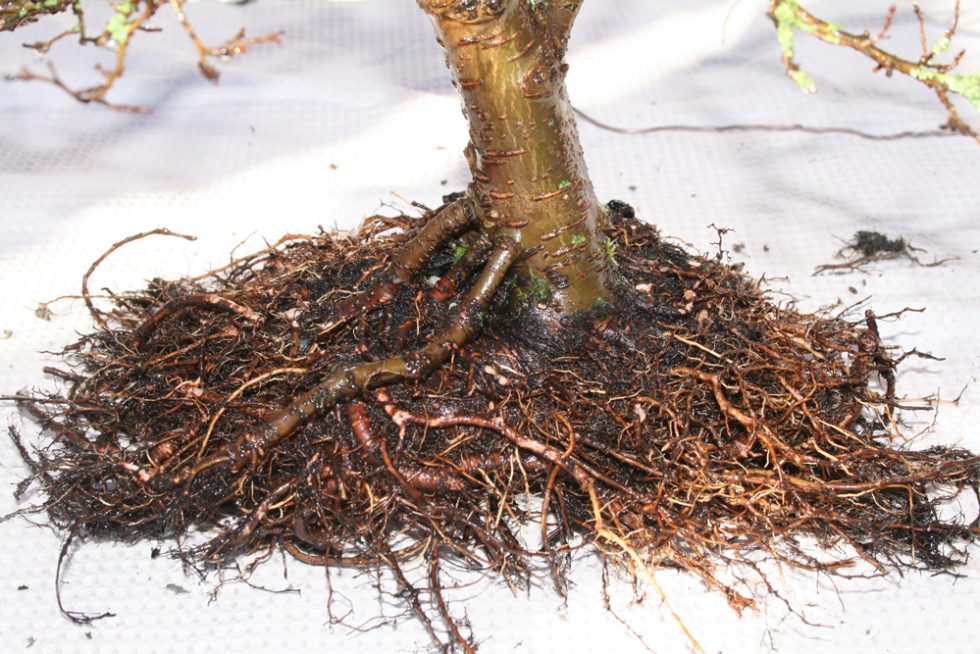 Bonsai Root Pruning Guide: Keep Your Bonsai Tree Healthy and Thriving