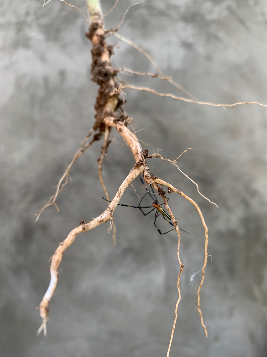 How to Prevent and Treat Root Rot in Houseplants