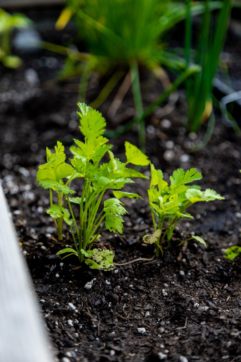 How to Grow Cilantro Indoors – Beginner-Friendly Guide