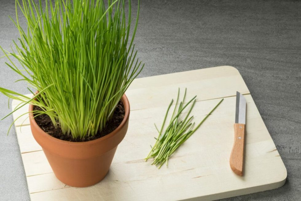How to Grow Chives Indoors – Beginner Step-by-Step