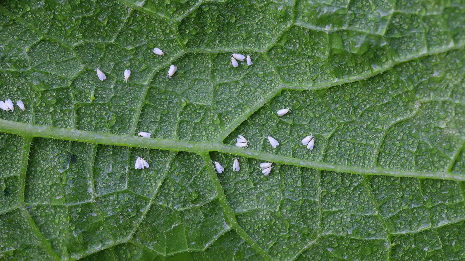 Whiteflies on Indoor Plants: Fast Fix That Works