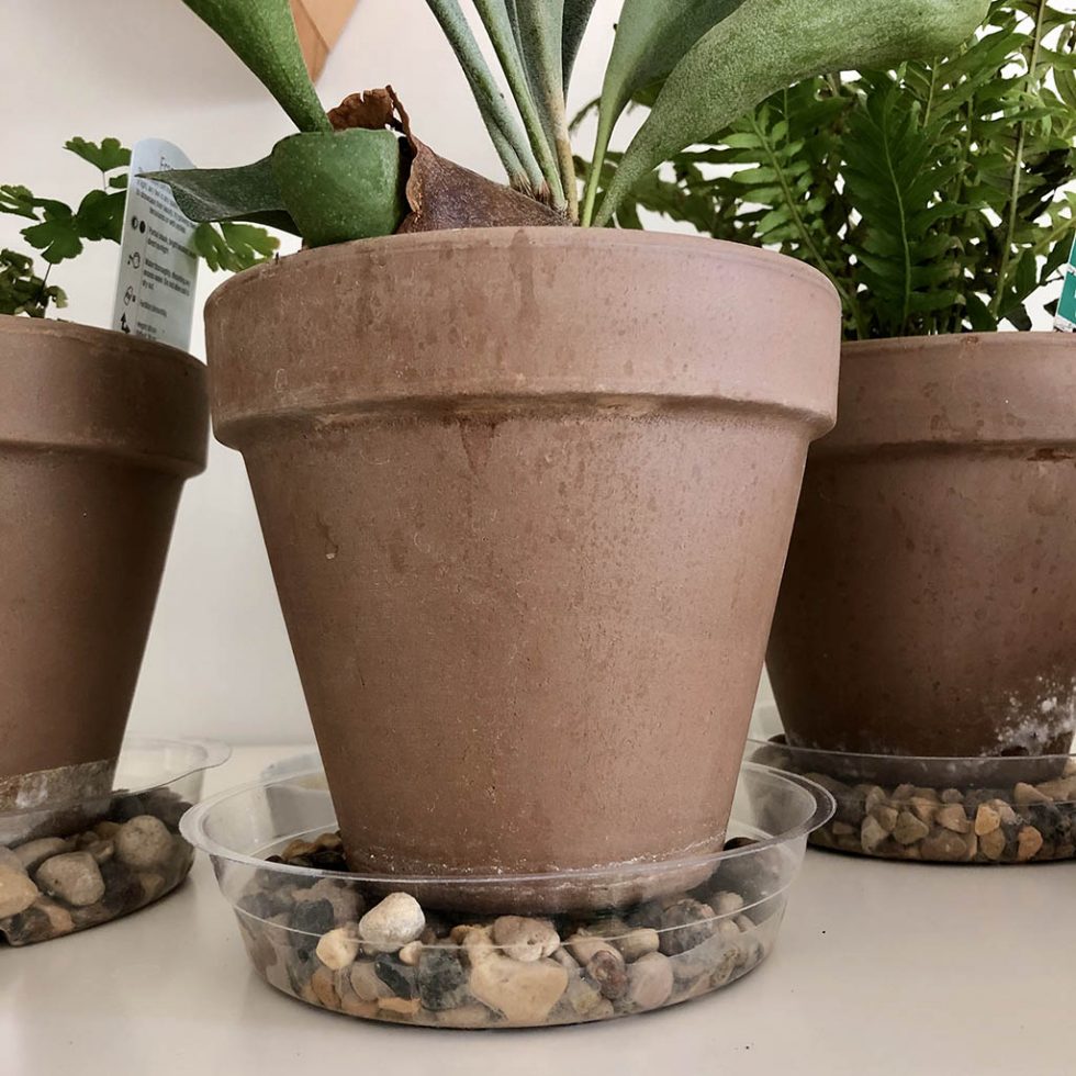 Improve Indoor Plant Drainage: Fix Soggy Soil Fast