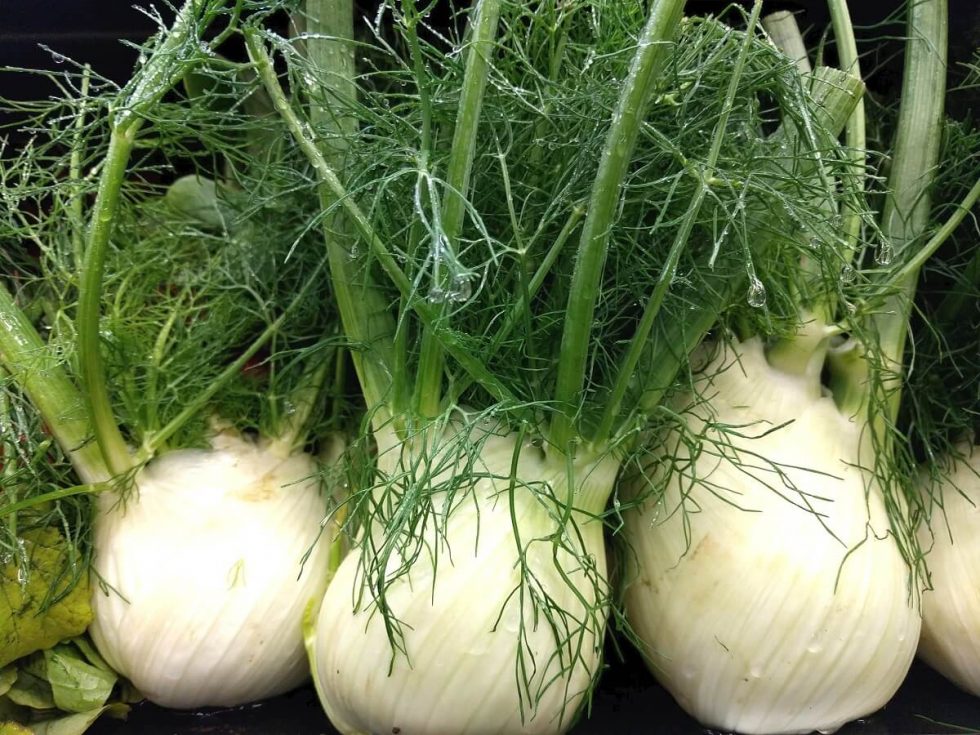 Grow Fennel Indoors With Better Light and Stronger Growth
