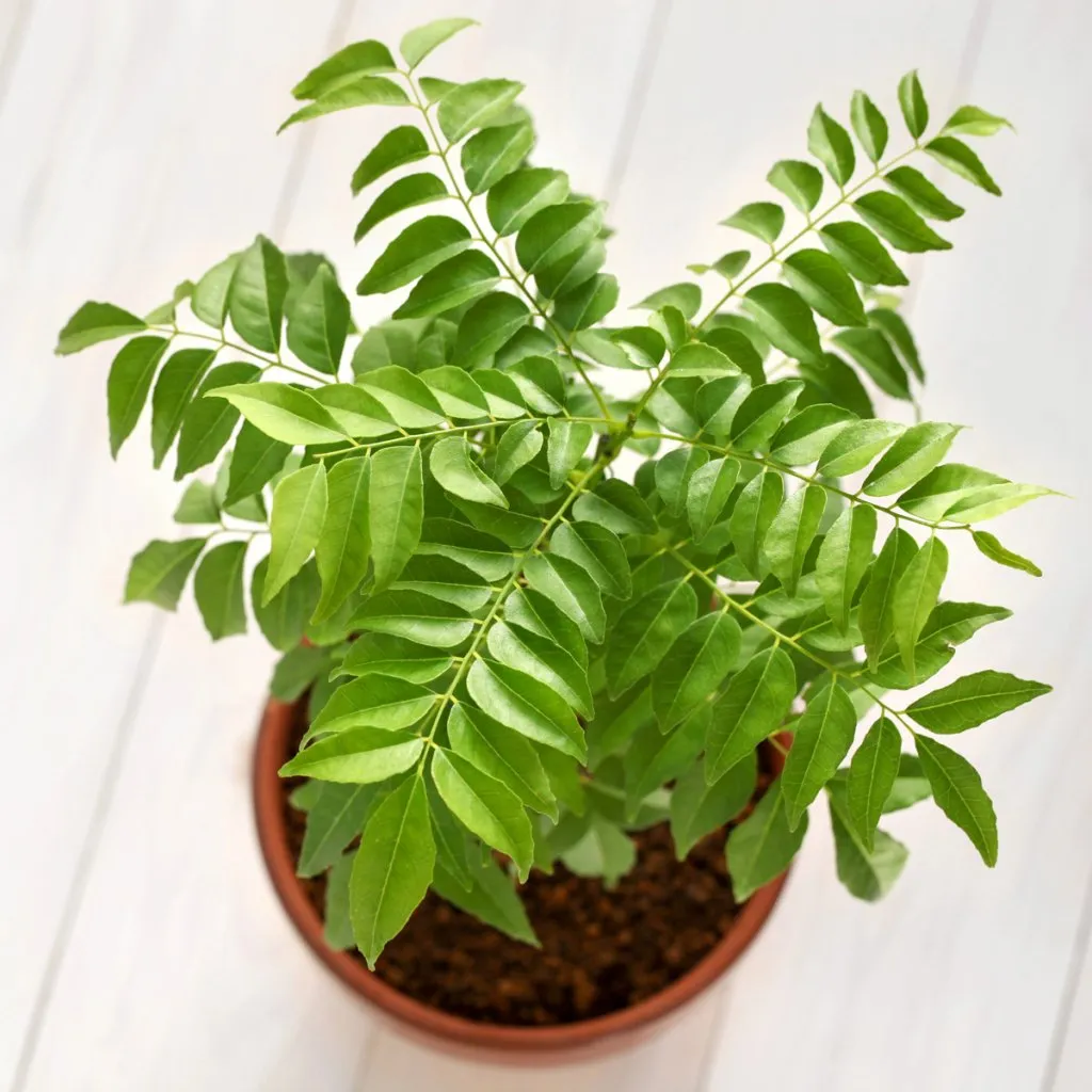 Grow Curry Leaves Indoors With Better Light and Care