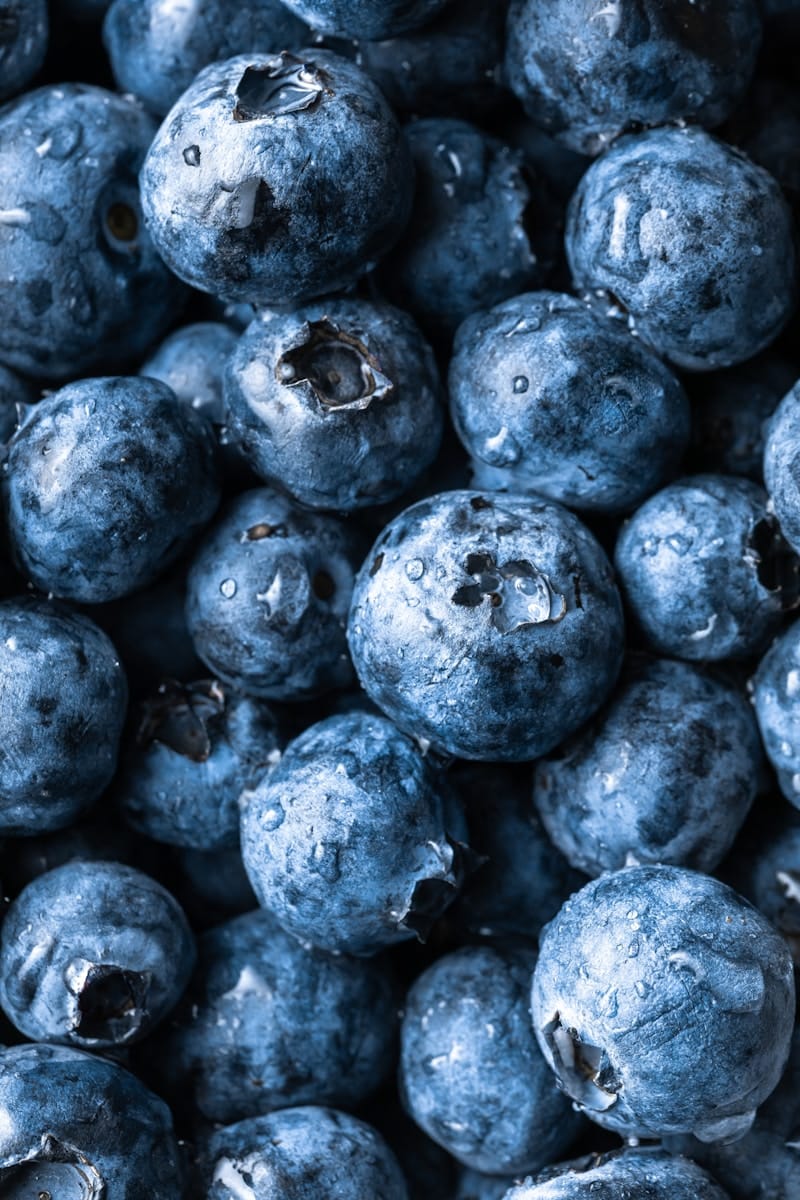 How to Grow and Care for Blueberries Indoors