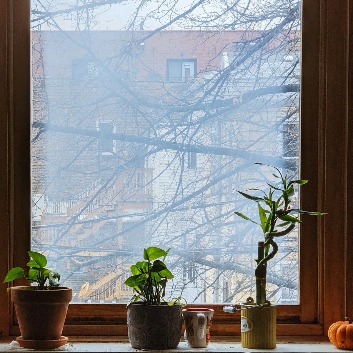Keep Indoor Plants Alive in Winter | Essential Care Tips