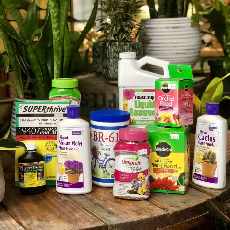 Use Outdoor Plant Food on Indoor Plants Safely