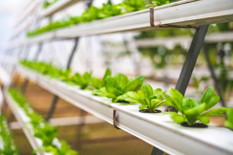 Can You Grow Plants Without Soil Indoors?